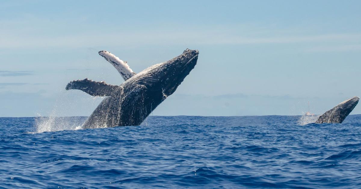 Water activities to do in Marbella | Real de La Quinta